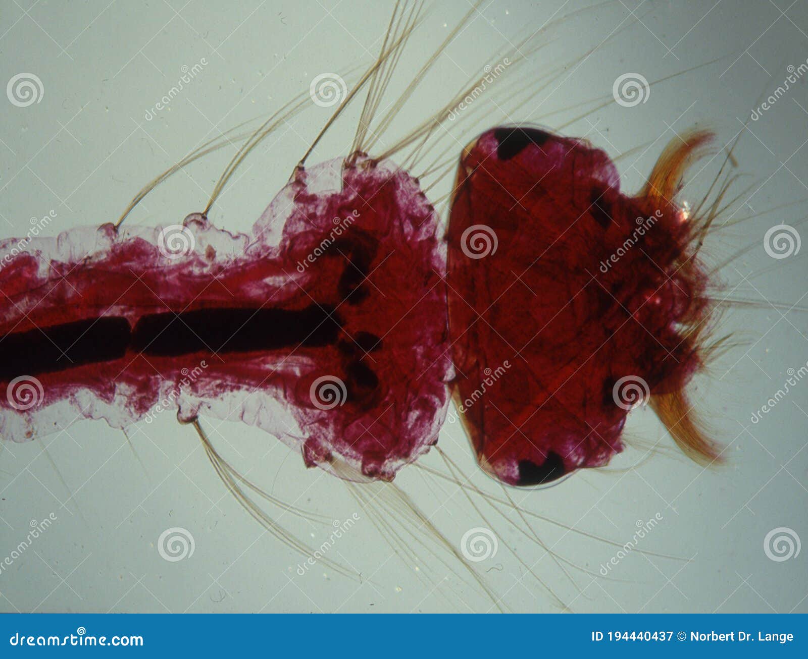Mosquito Larvae Under the Microscope Stock Image - Image of pool ...