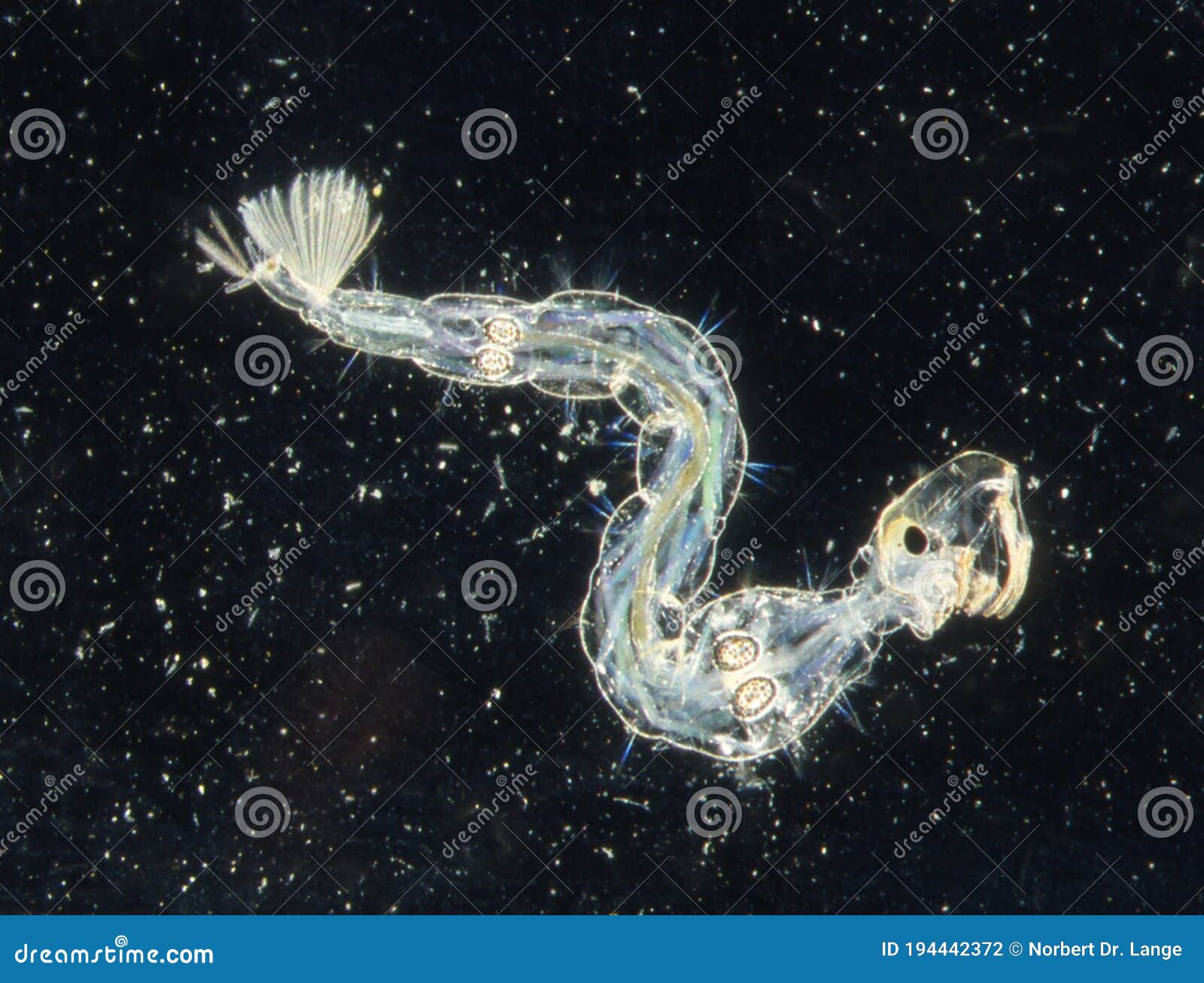 Mosquito larvae stock photo. Image of transparent, larvae - 194442372