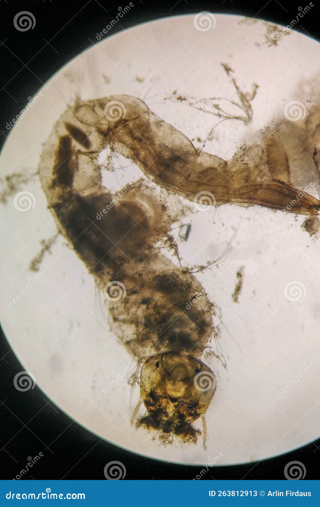 Mosquito Larvae Under Microscope Stock Image - Image of wing, painting ...