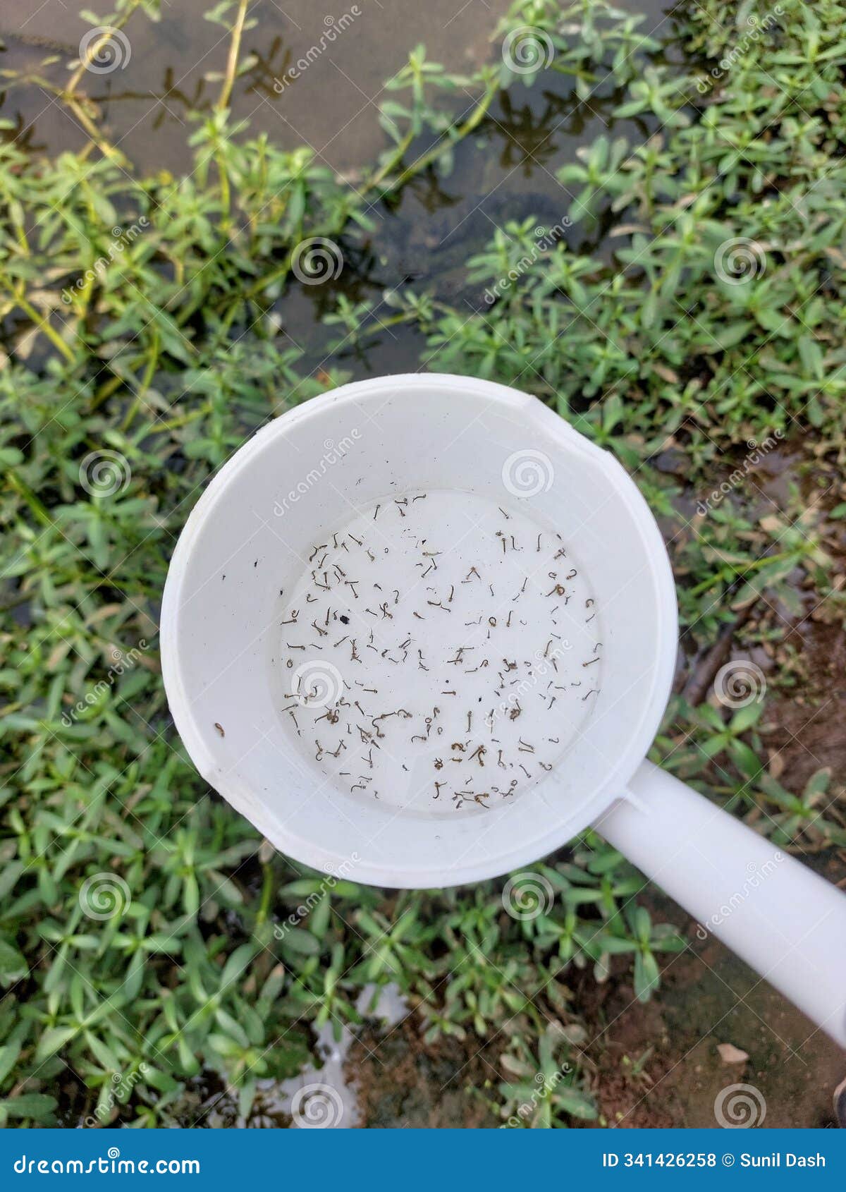 Mosquito Larvae in water stock photo. Image of lighting - 341426258