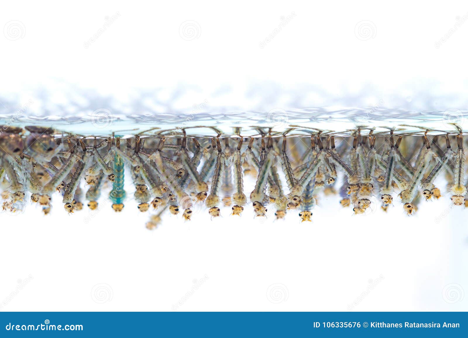 Mosquito Larvae in Water on White Background. Stock Photo - Image of ...