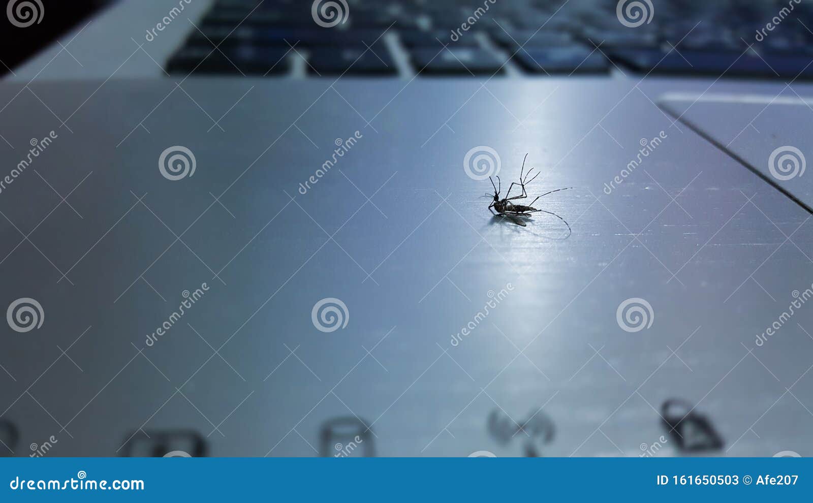 Mosquito Lay on Notebook Working Computer Stock Image - Image of fever ...