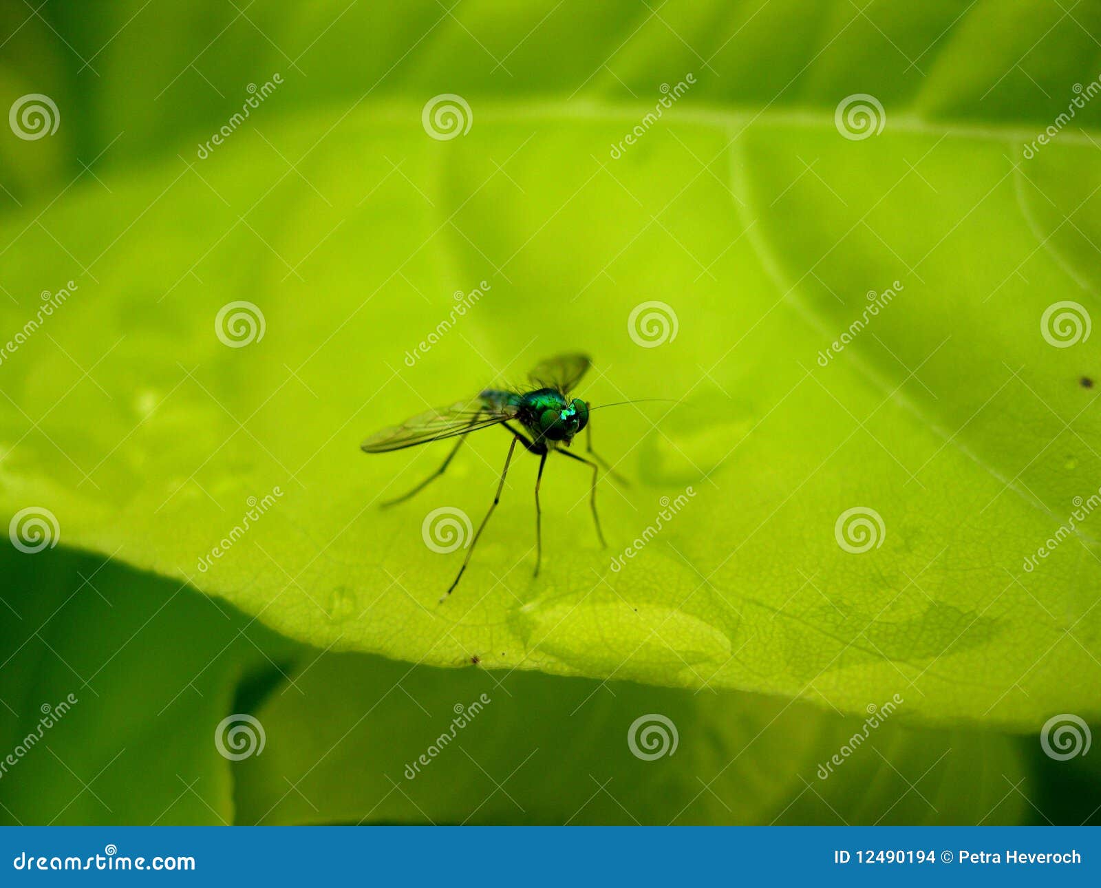Sand Fly Infection Stock Photos - Free & Royalty-Free Stock Photos from ...