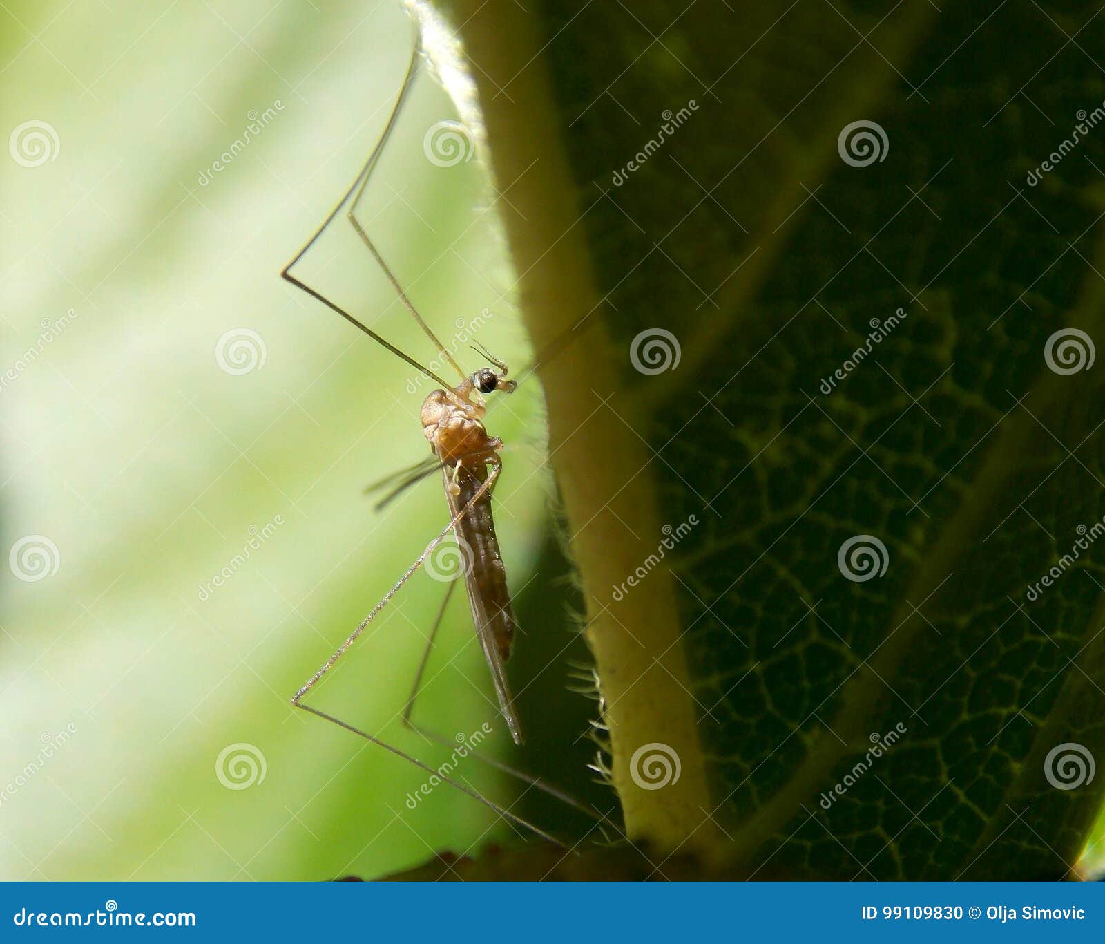 Mosquito stock photo. Image of insect, green, small, little - 99109830