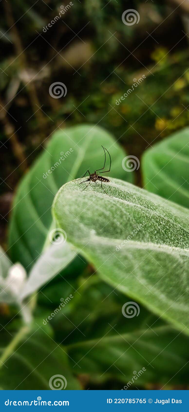 Mosquito Lying on a Leave Photo Stock Image - Image of shrub, branch ...
