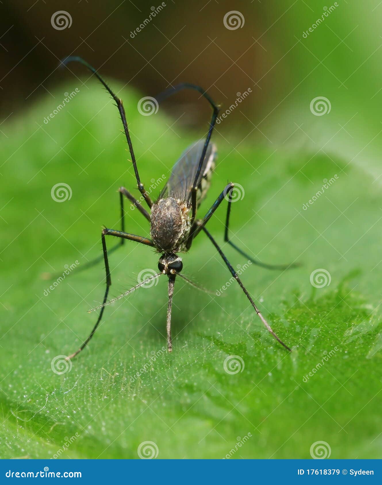 Mosquito in macro stock image. Image of proboscis, macro - 17618379