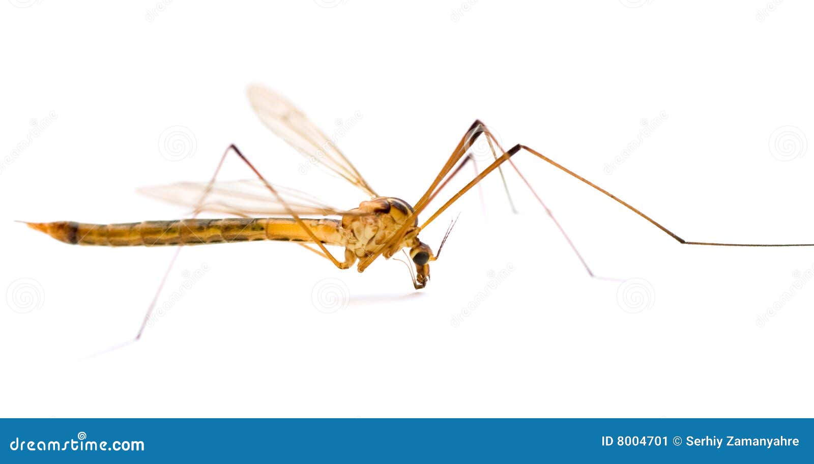 Mosquito macro stock image. Image of gnat, mosquito, bite - 8004701