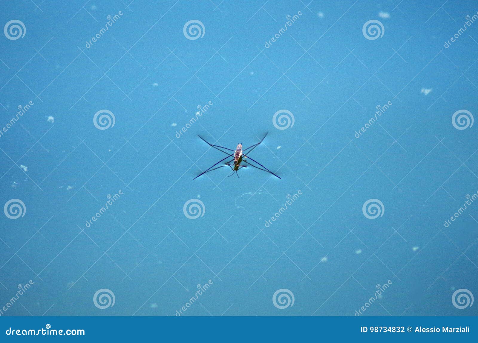 Marsh Treader Hydrometra on the Water Stock Photo - Image of river ...