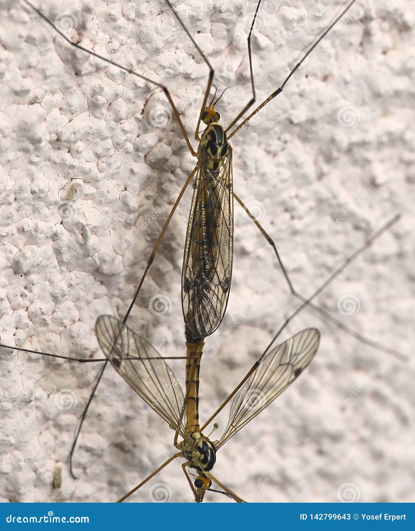 Basic Instinct Mosquito Mating Stock Image - Image of legs, procreation ...