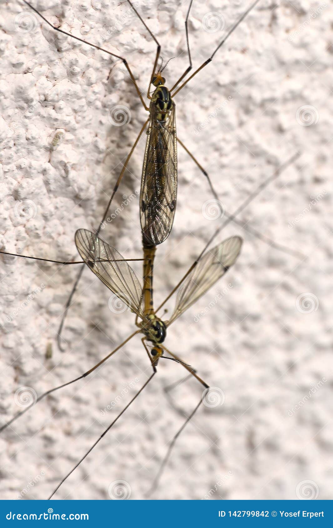 Basic Instinct Mosquito Mating Stock Photo - Image of wings ...