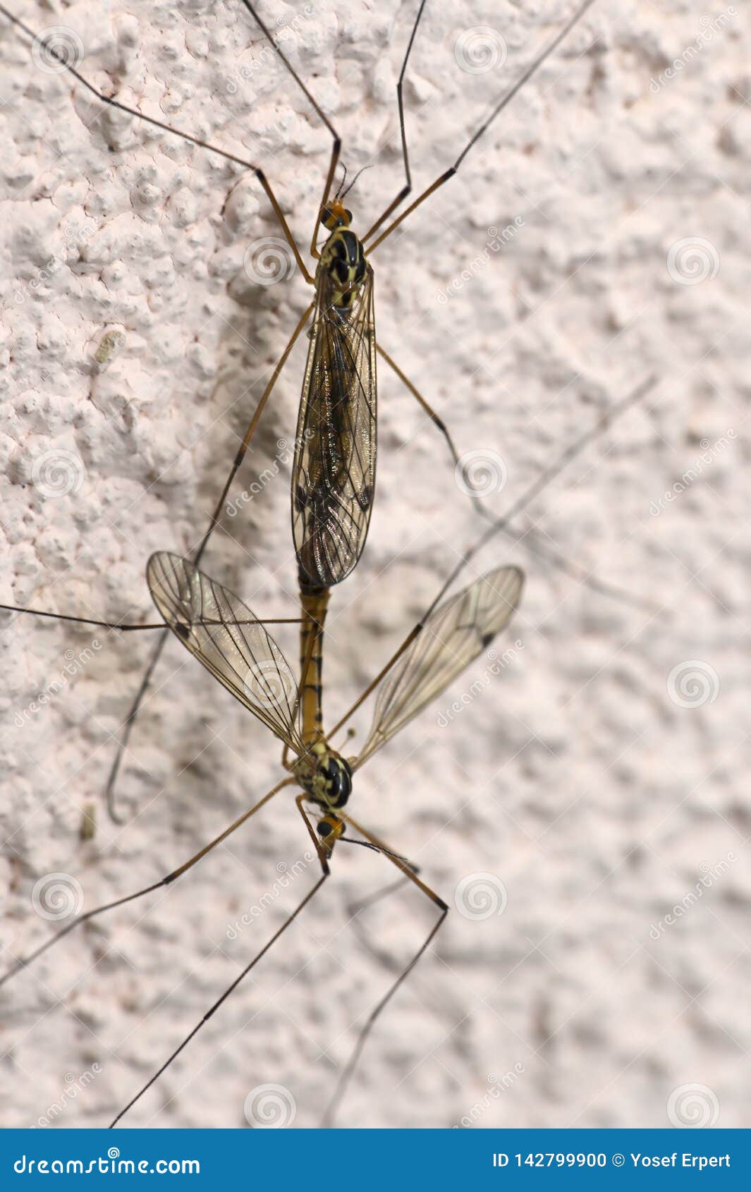 Basic Instinct Mosquito Mating Stock Photo - Image of eyes, copulation ...