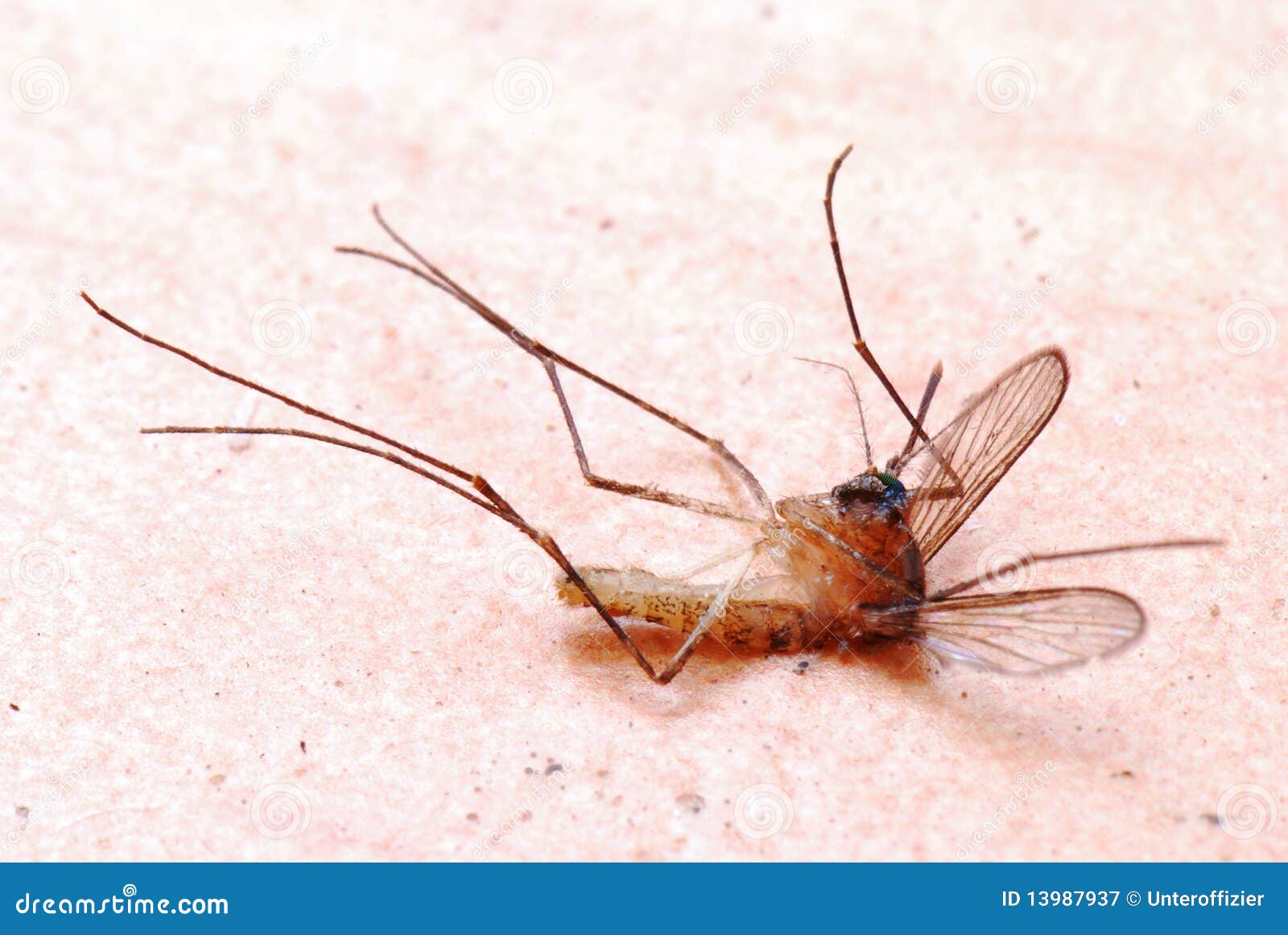 Mosquito muerto imagen de archivo. Imagen de dengue, sangre - 13987937