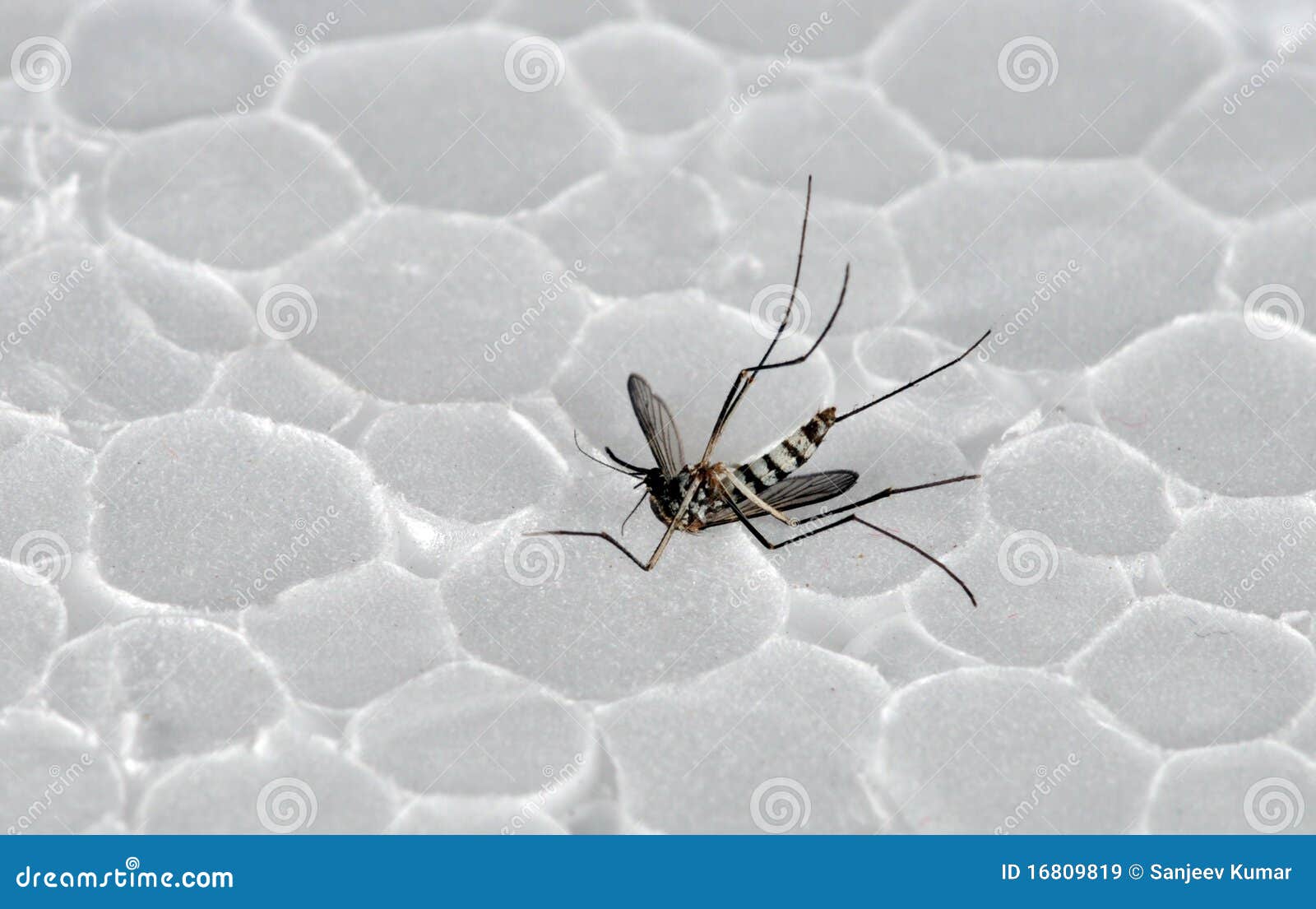 Mosquito muerto imagen de archivo. Imagen de mosquito - 16809819