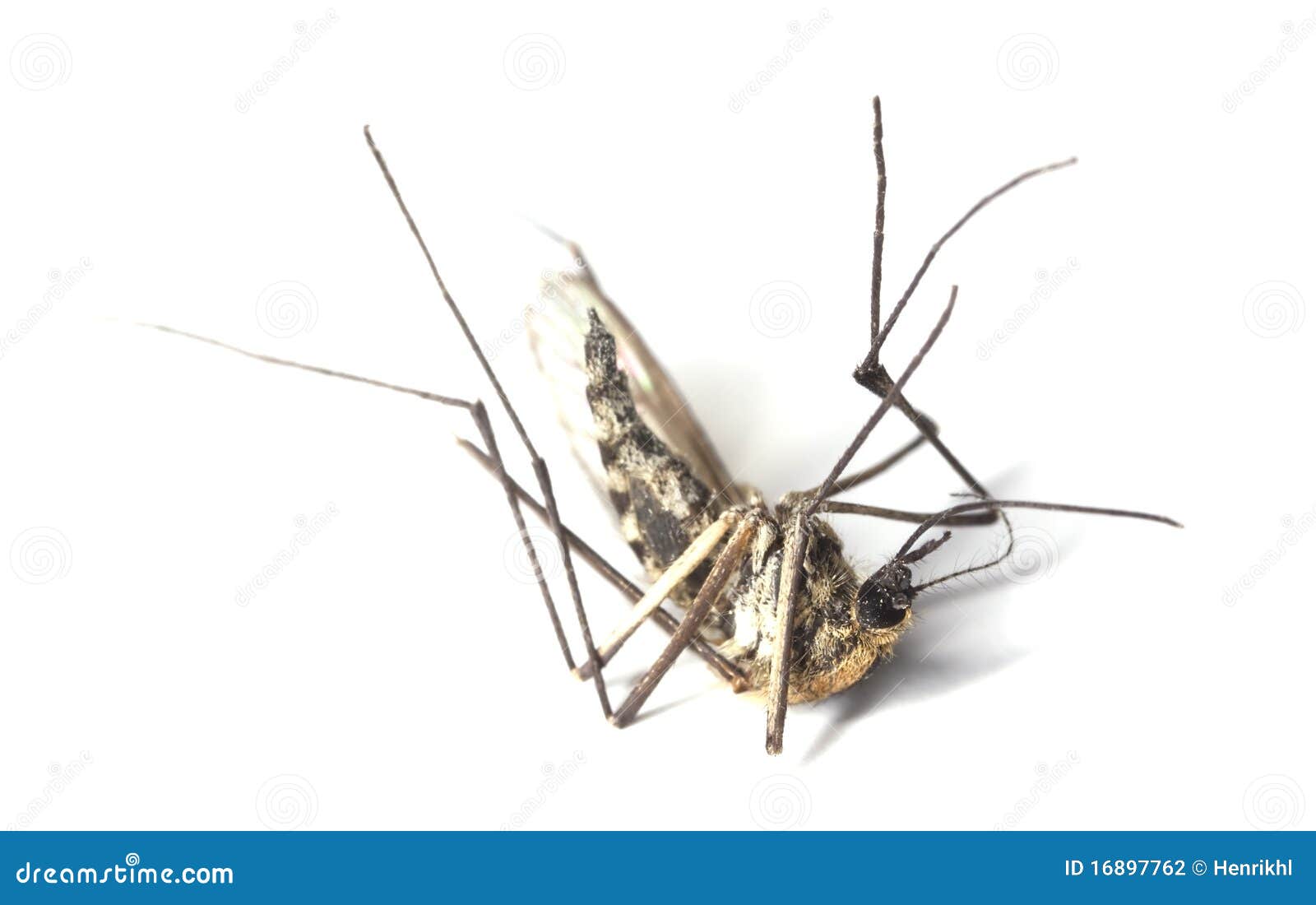 Mosquito muerto foto de archivo. Imagen de paludismo - 16897762