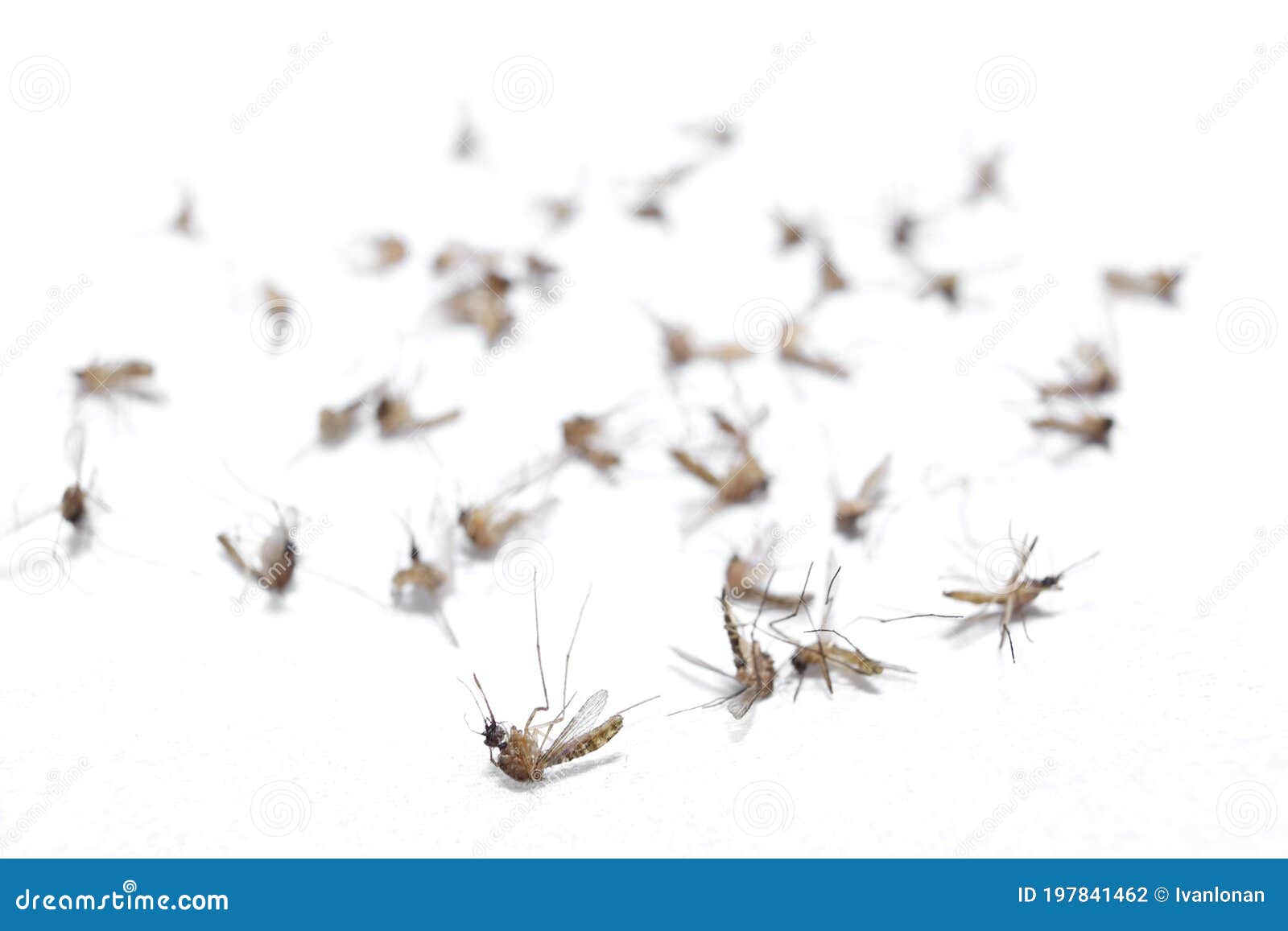 Mosquito Muerto Aislado En Blanco Foto de archivo - Imagen de insecto ...