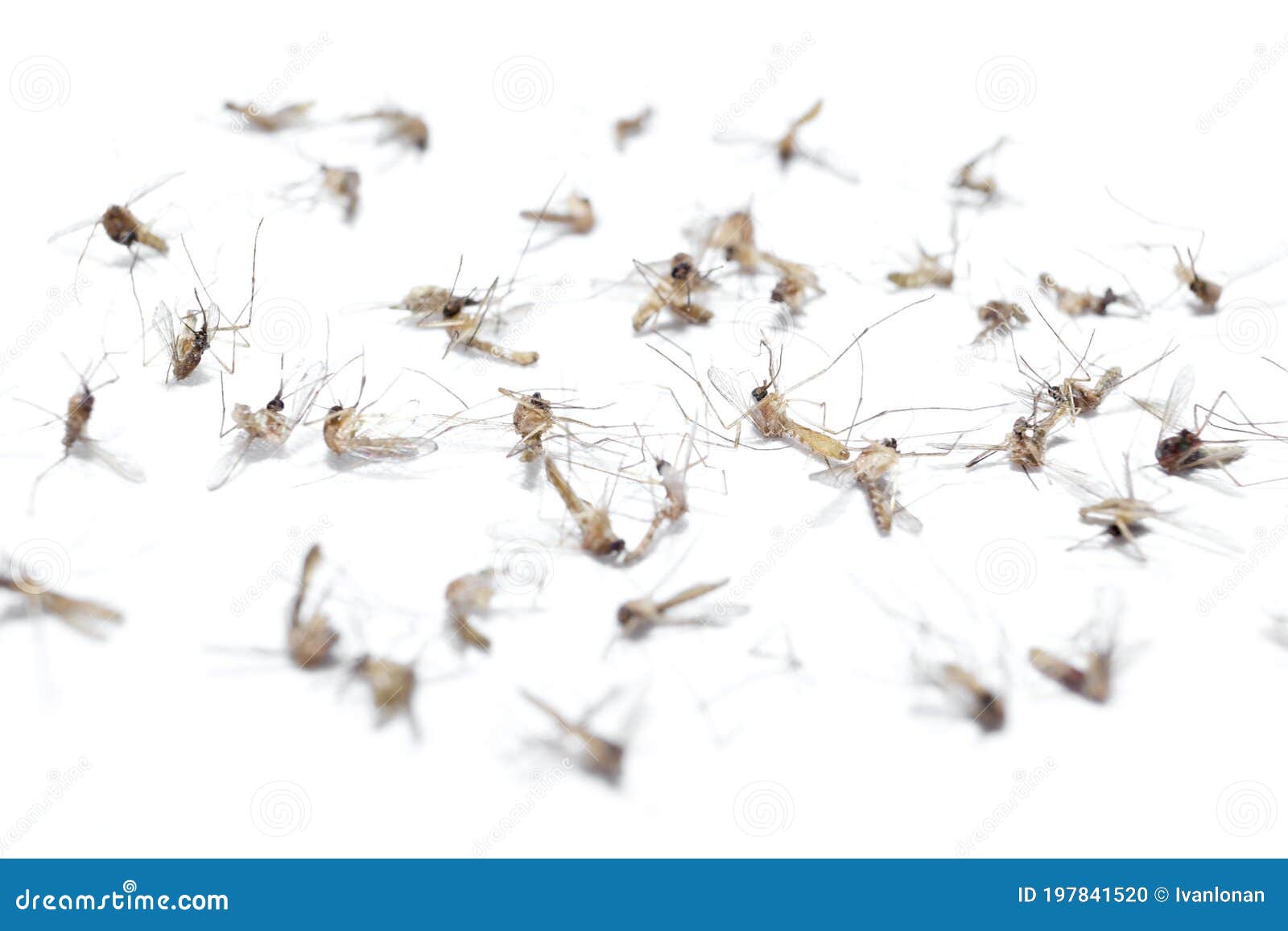Mosquito Muerto Aislado En Blanco Foto de archivo - Imagen de grupo ...