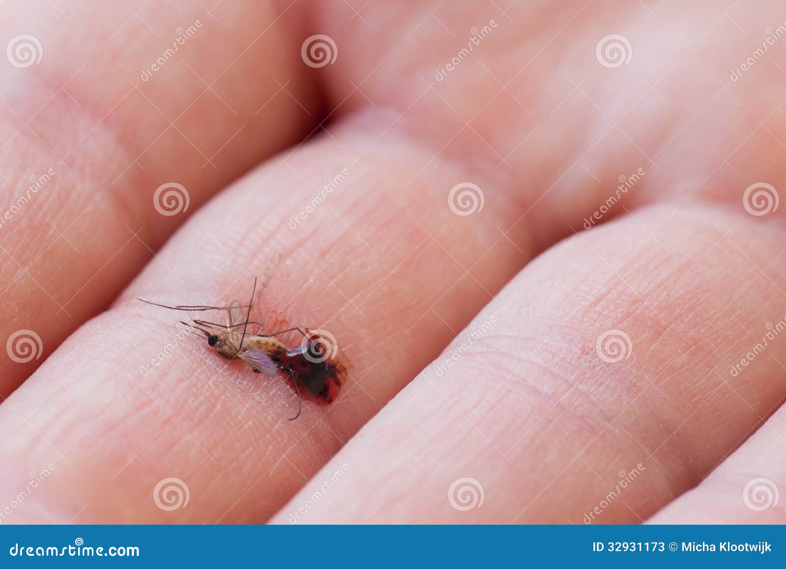 Mosquito muerto con sangre imagen de archivo. Imagen de medicina - 32931173