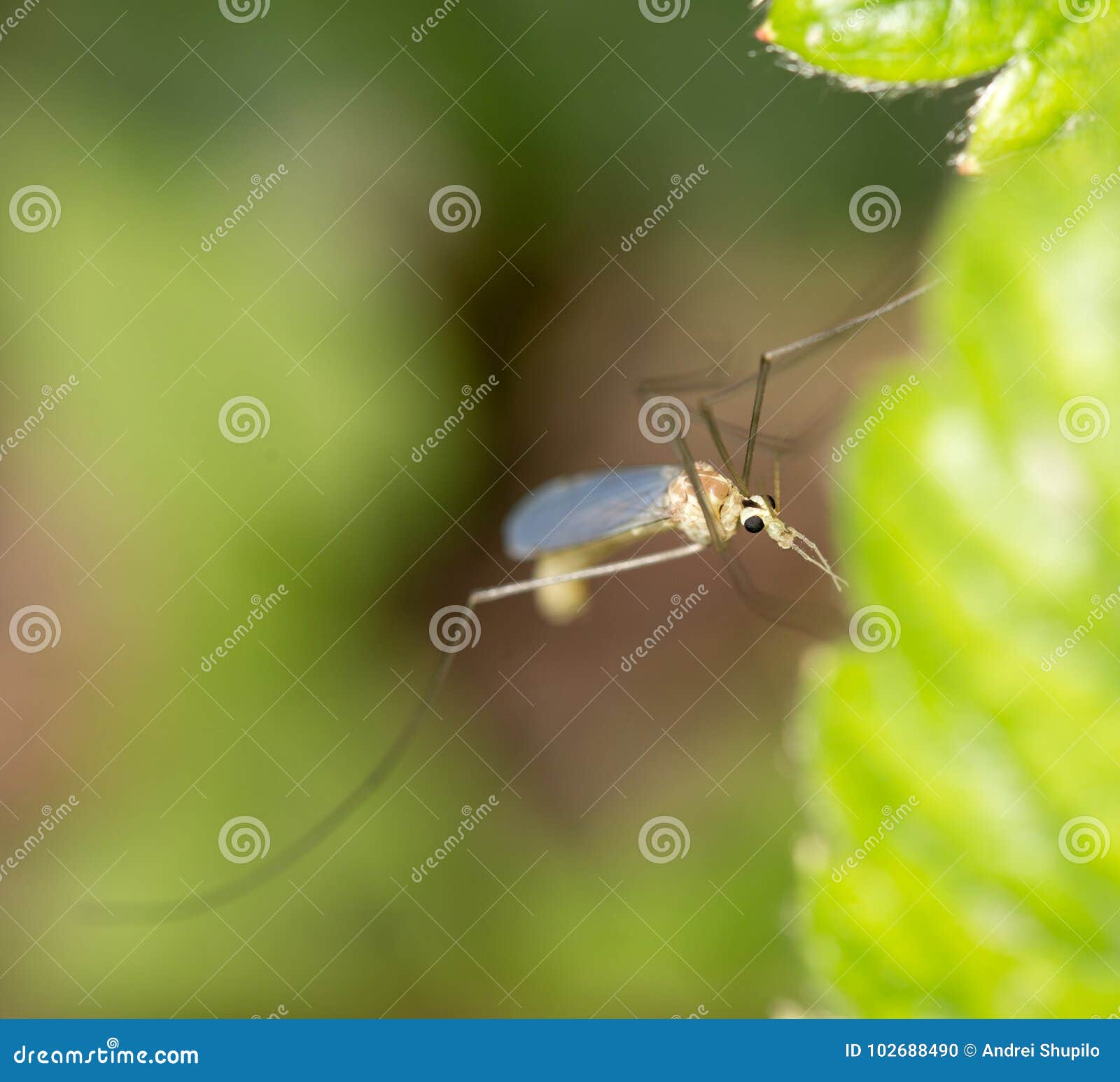 Mosquito in nature. macro stock photo. Image of human - 102688490