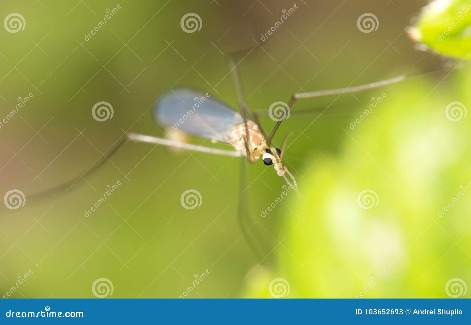 Mosquito in nature. macro stock image. Image of animal - 103652693