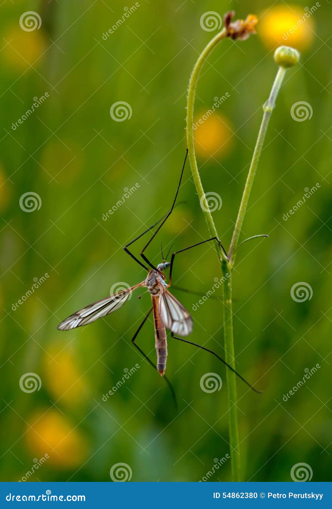 Mosquito nematocera stock photo. Image of nature, legs - 54862380