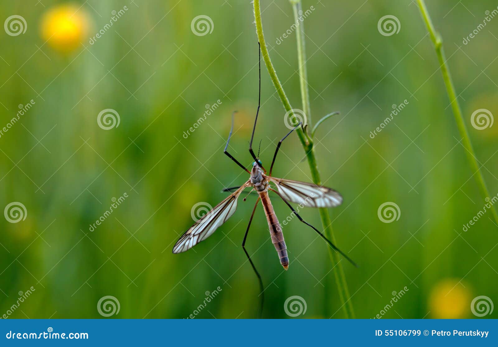 Mosquito nematocera stock image. Image of disease, leaf - 55106799