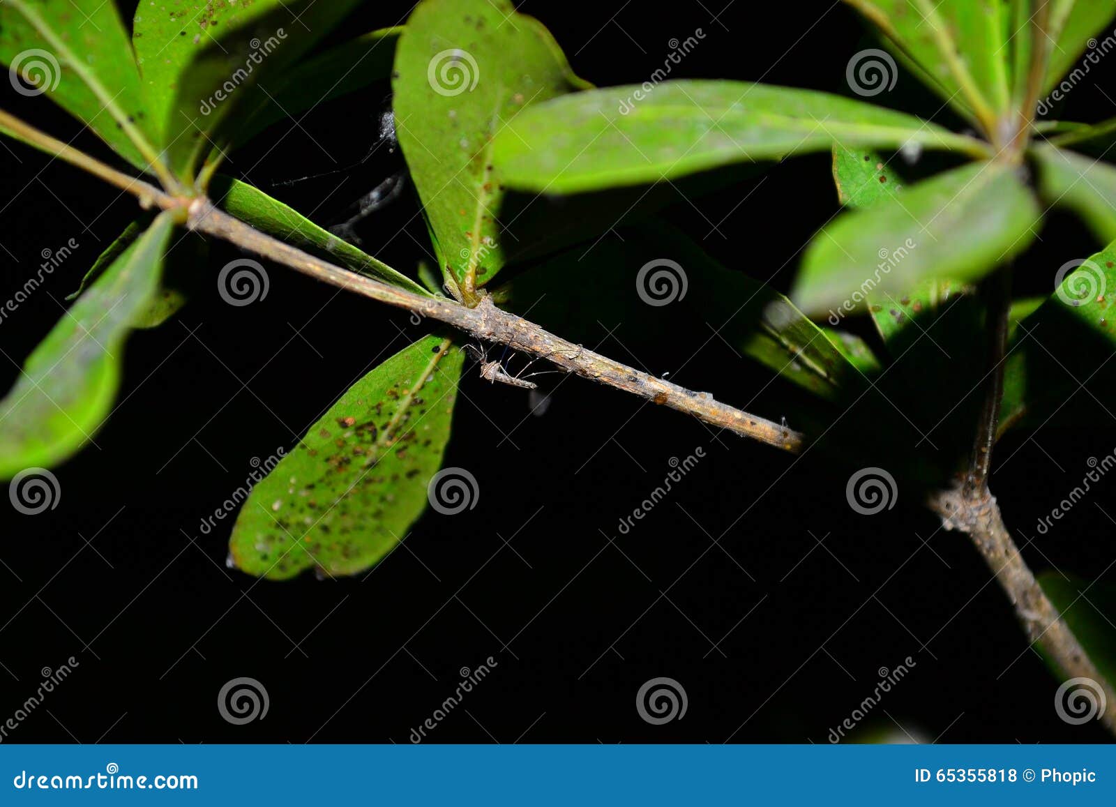 A mosquito at night stock photo. Image of boll, cockroach - 65355818