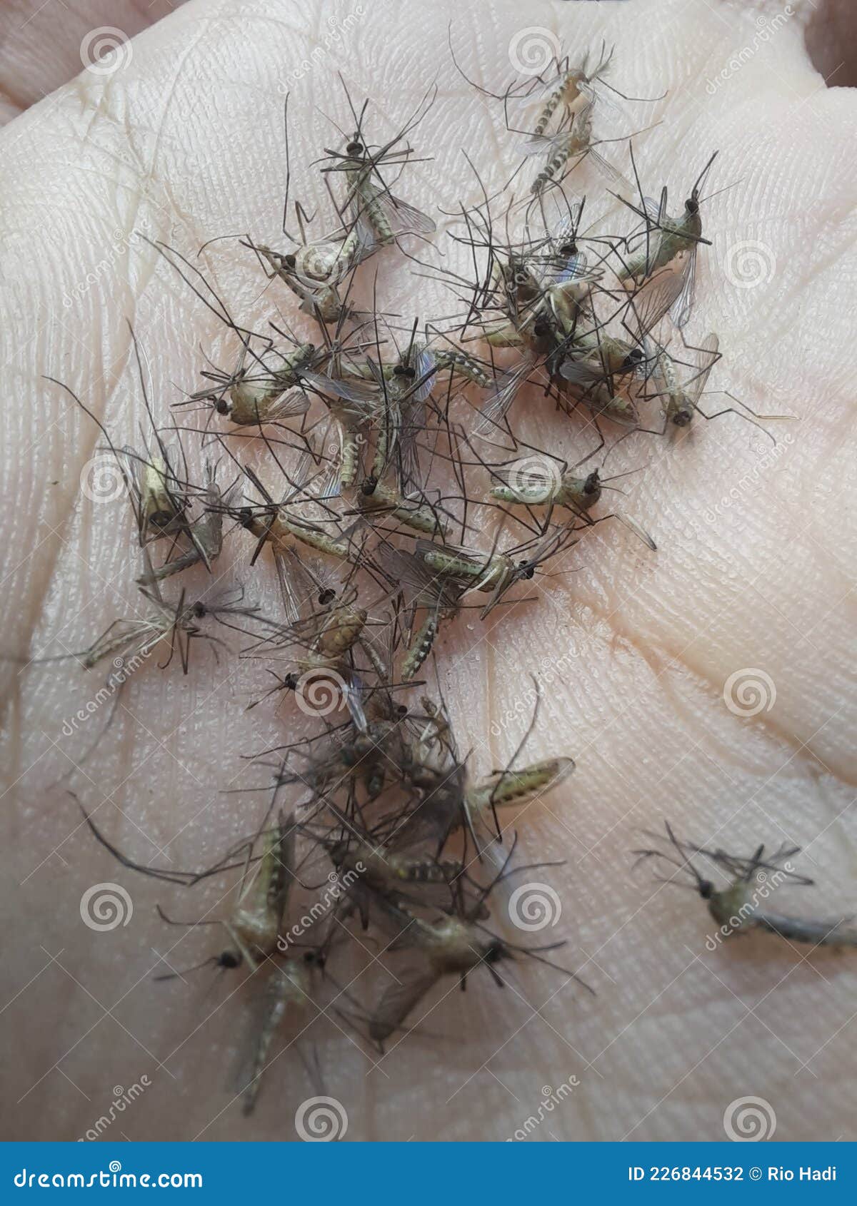 Mosquito Nyamuk Malaria stock photo. Image of food, pattern - 226844532