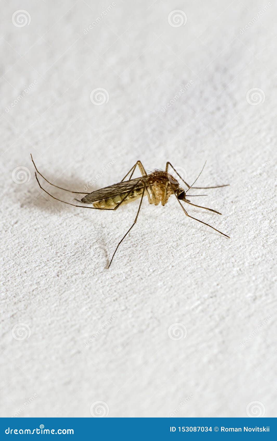 A Mosquito with a Protruding Proboscis Sits on a White Wall. Text Space ...