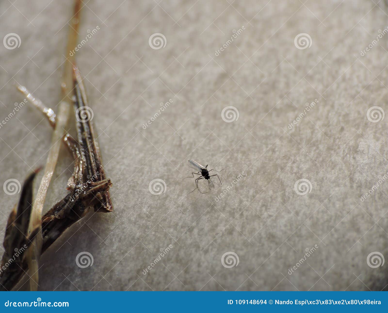 Mosquito Que Bebe En Una Seta Foto de archivo - Imagen de mosca, beber ...
