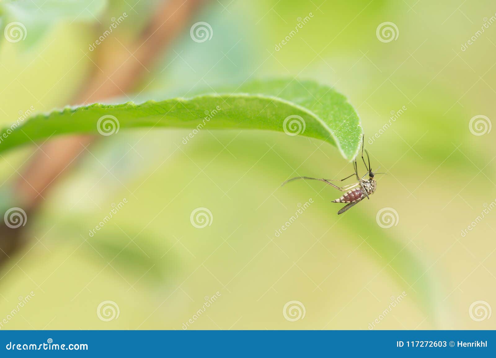 Mosquito resting on leaf stock image. Image of culicidae - 117272603
