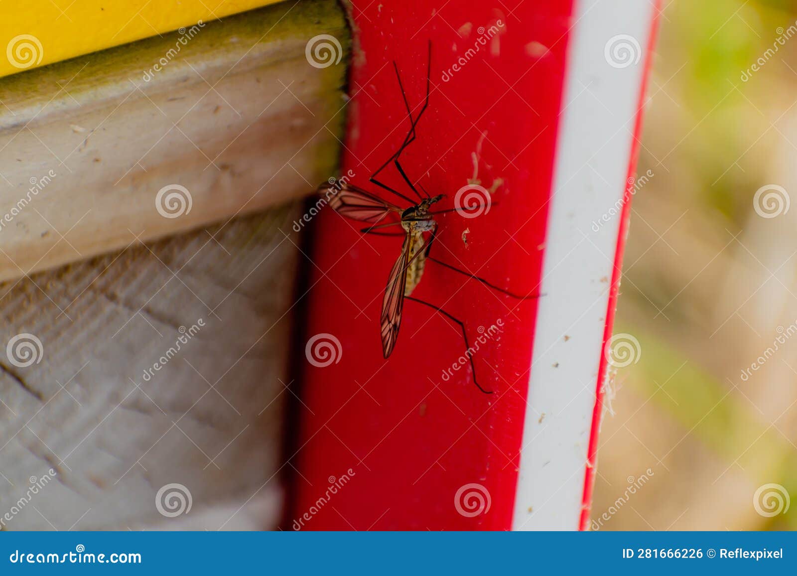 Mosquito Resting in the Shade Outdoors, Diptera, Culicidae Stock Photo ...