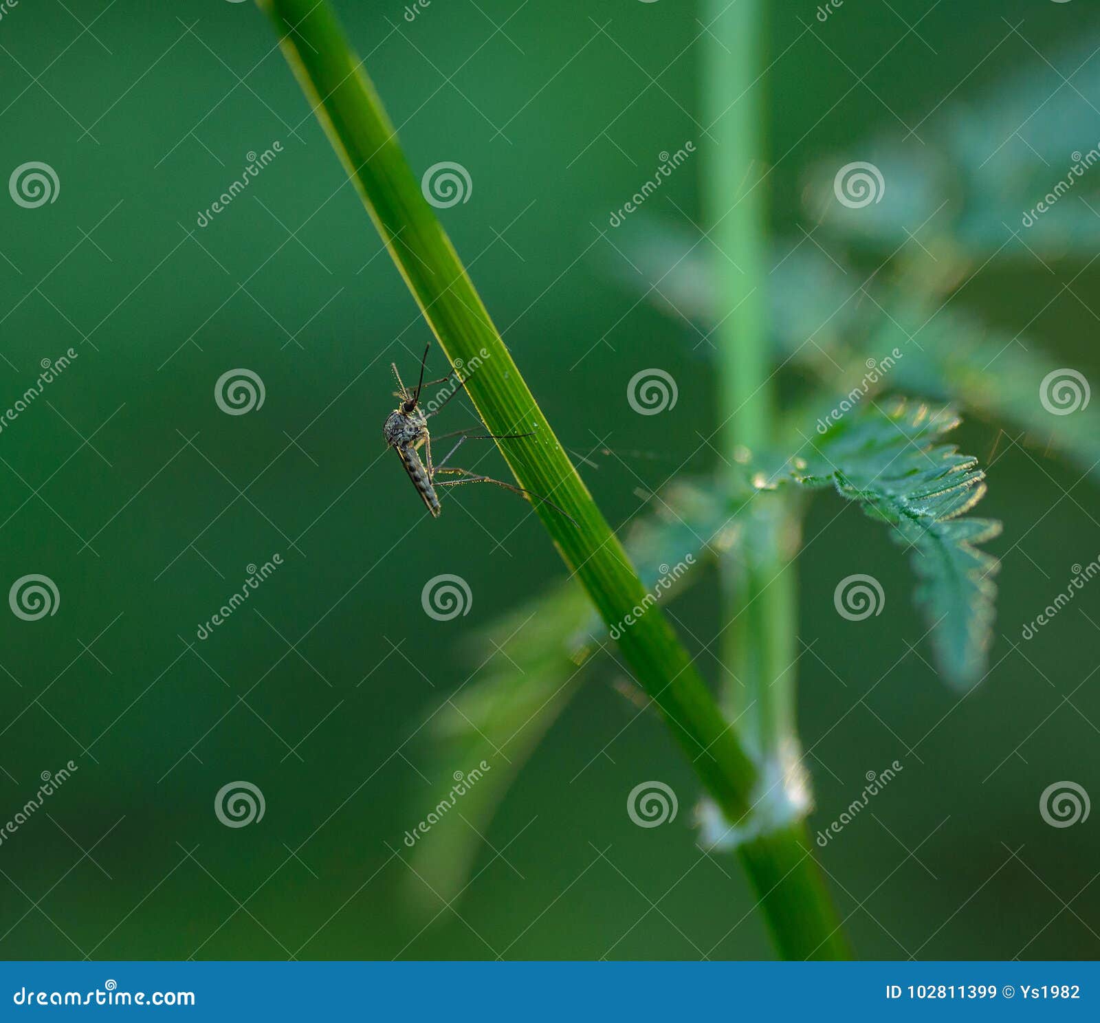 A Mosquito Resting Under a Green Leaf Stock Image - Image of culex ...