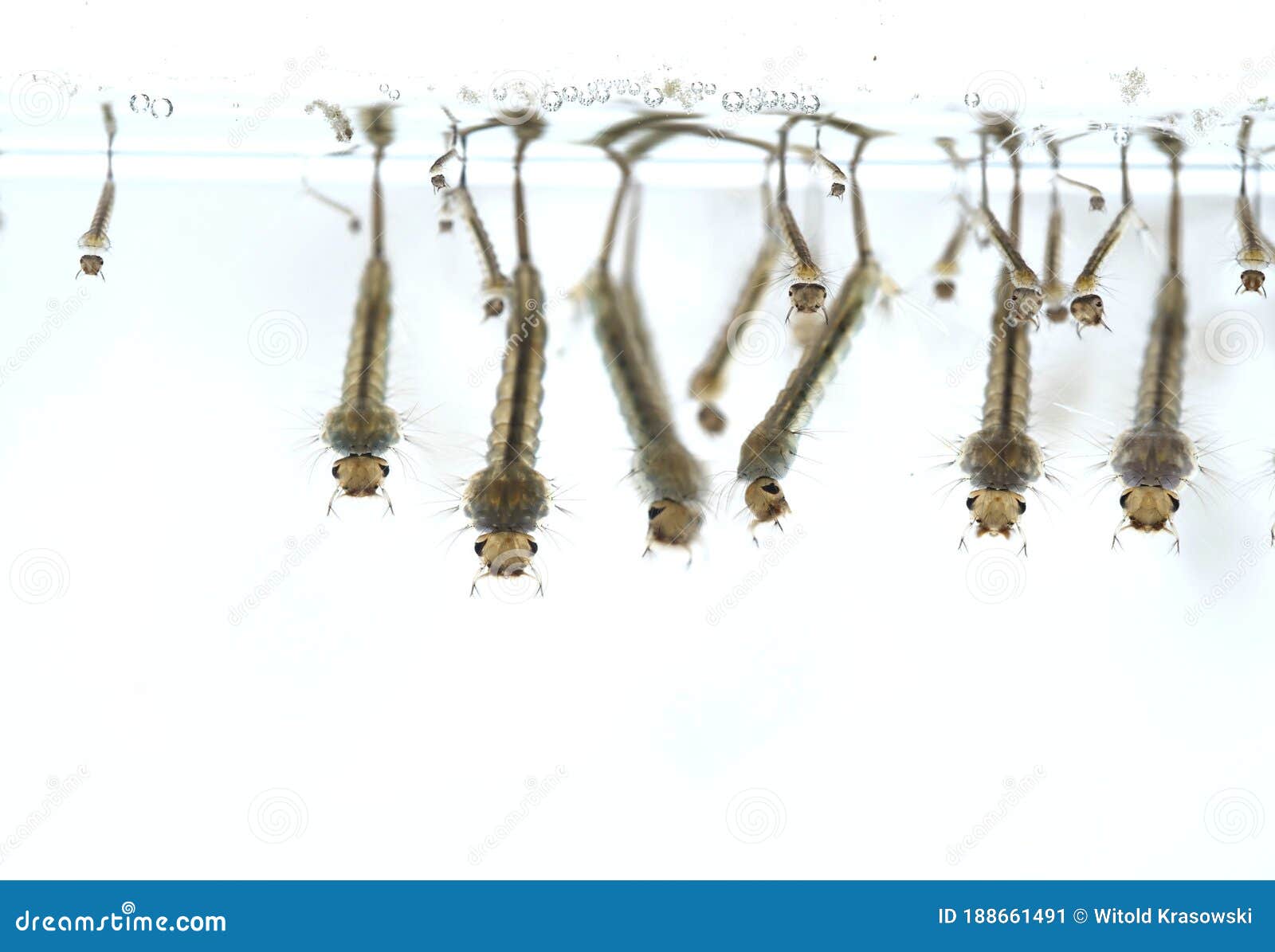 Mosquito`s larva in water stock image. Image of cannibal - 188661491