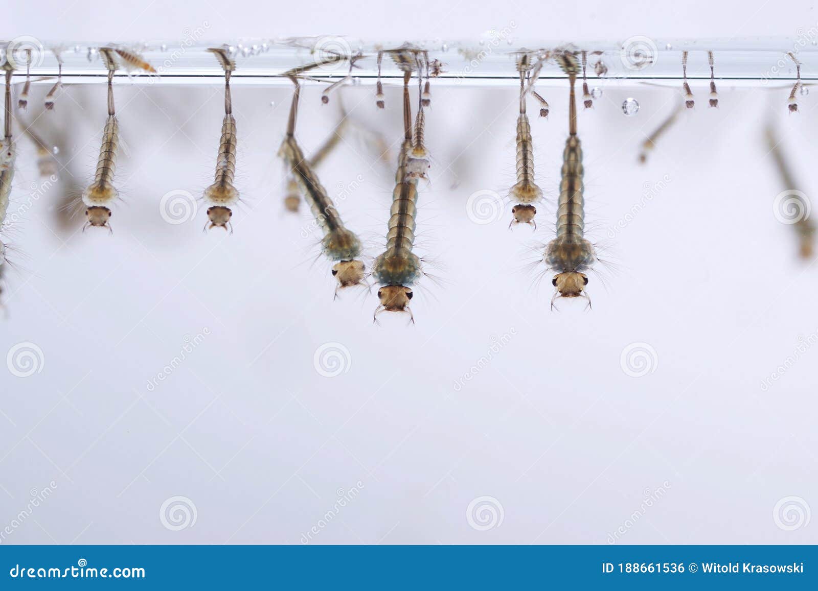 Mosquito`s larva in water stock photo. Image of biology - 188661536