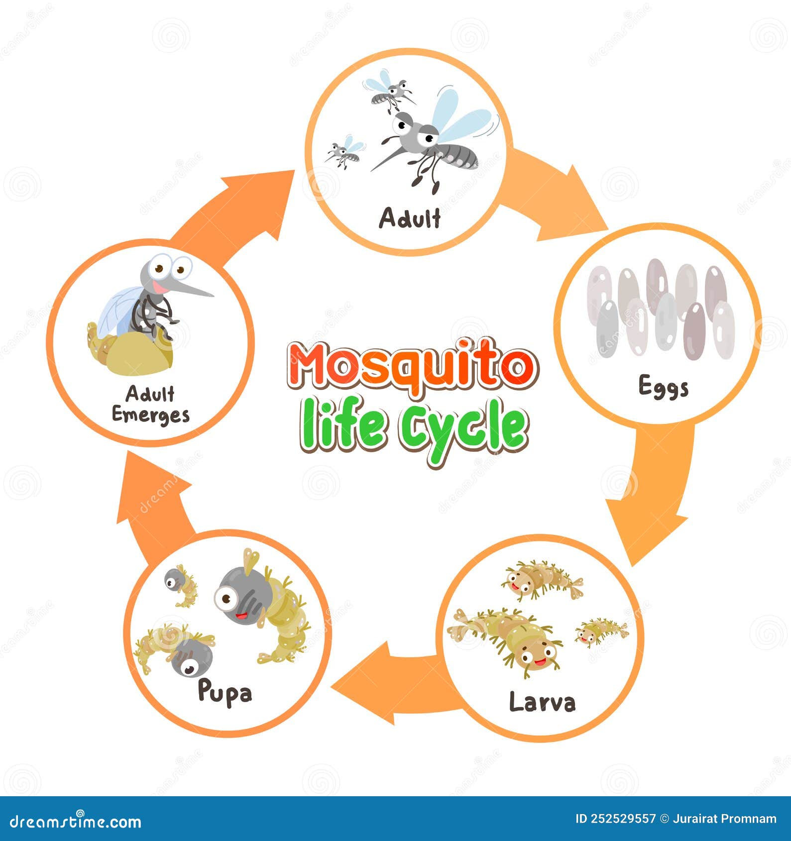 The Mosquito’s Life Cycle Vector. Stock Vector - Illustration of vector ...
