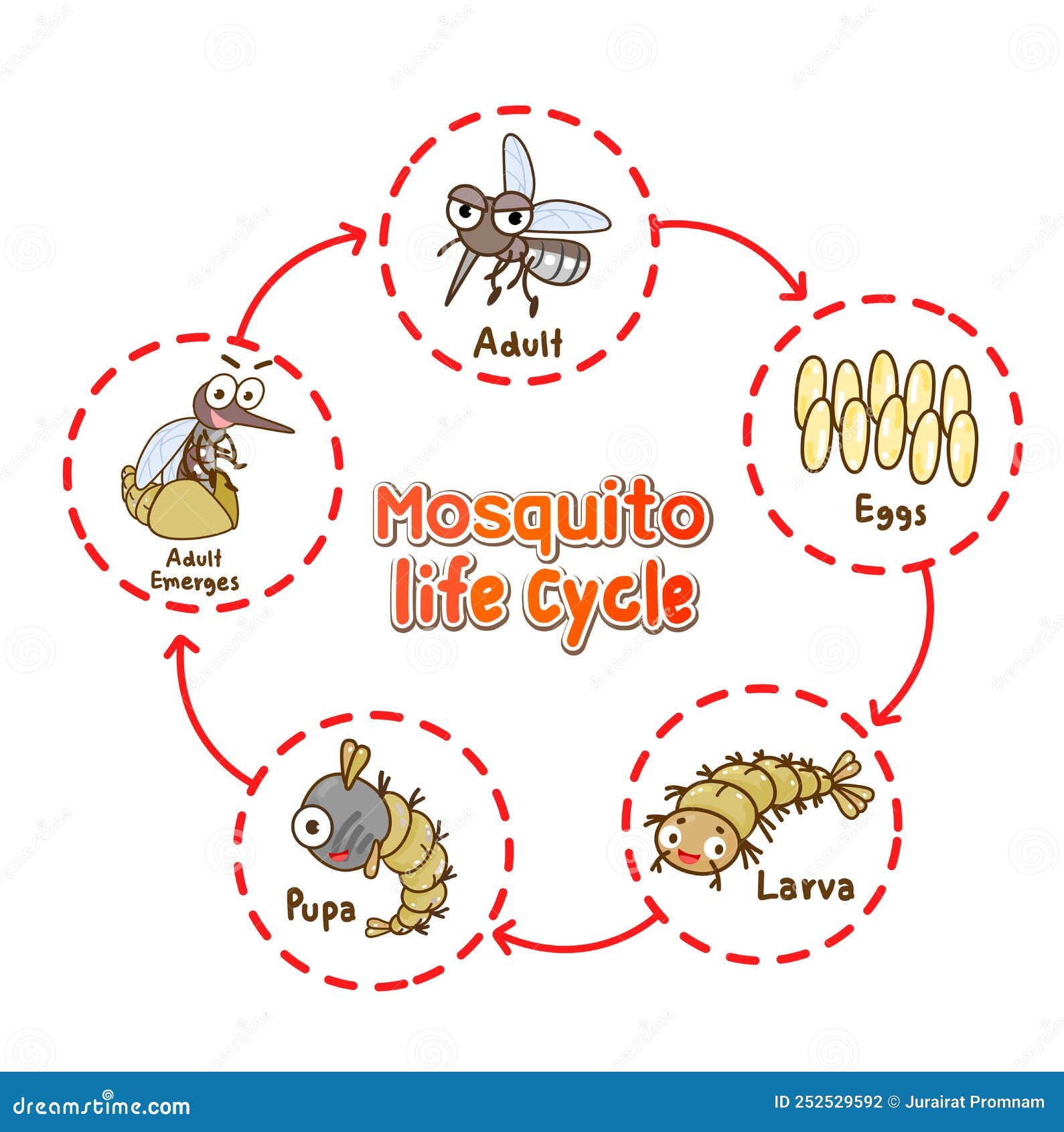 The Mosquito’s Life Cycle Vector. Stock Vector - Illustration of cycle ...