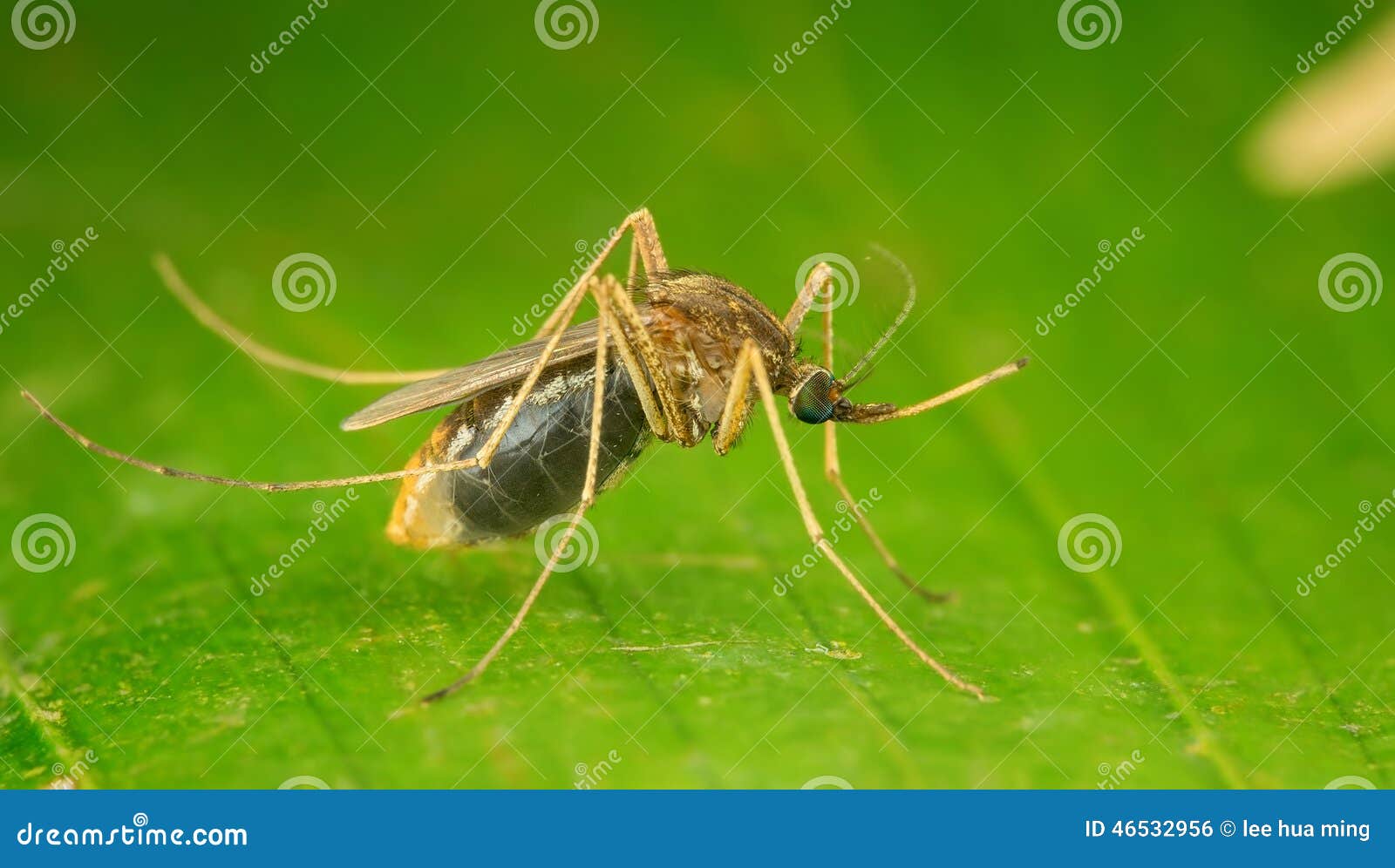 Mosquito side view stock photo. Image of haustellum, wing - 46532956
