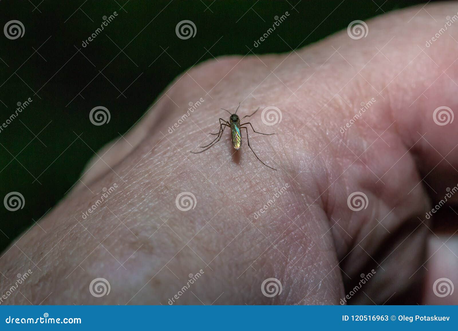 Mosquito sits on the hand stock image. Image of biting - 120516963