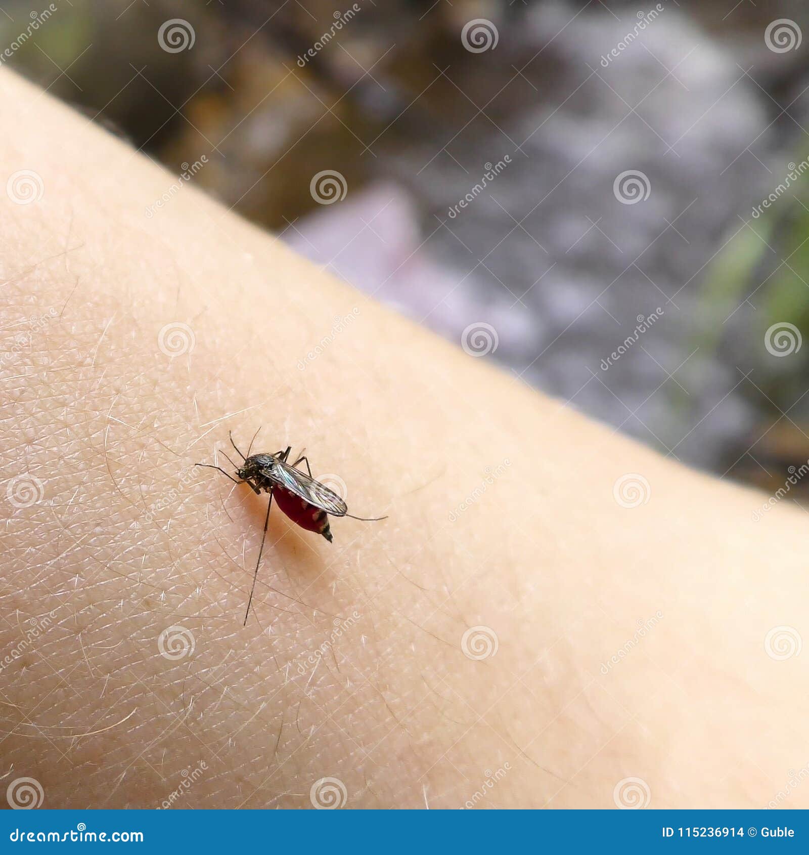 A Mosquito Sits on a Human`s Hand and Drinks Blood. Mosquito Full of ...