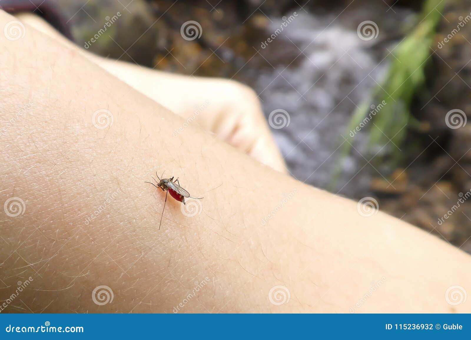 A Mosquito Sits on a Human`s Hand and Drinks Blood. Mosquito Full of ...