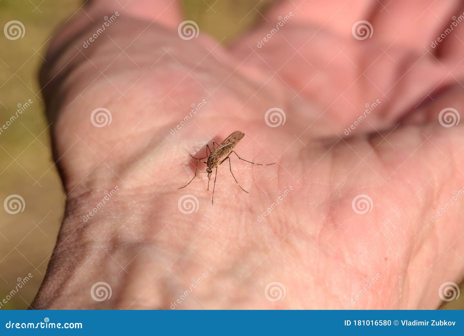 A Mosquito Sits on a Man`s Hand Stock Photo - Image of dengue, malaria ...