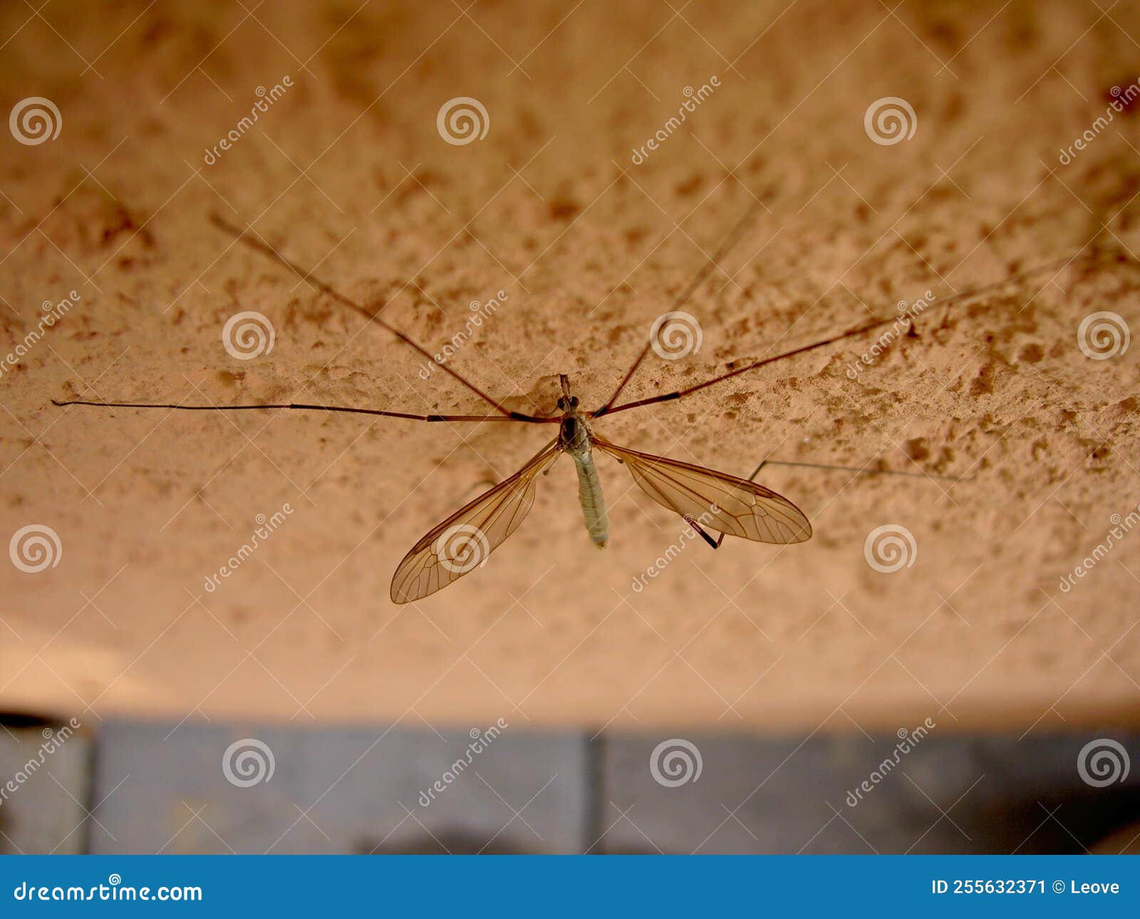 Mosquito Sitting on Brown Wall, Front View Stock Image - Image of ...