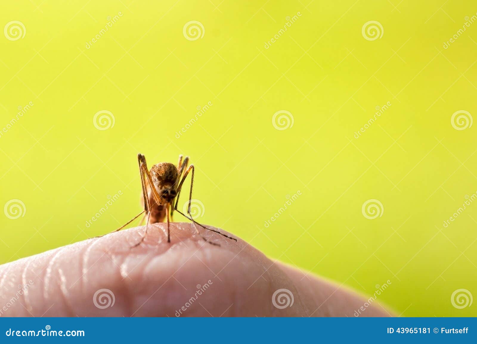 Anopheles Biting Midge Under Microscope. Vector Of Malaria Pathogen ...