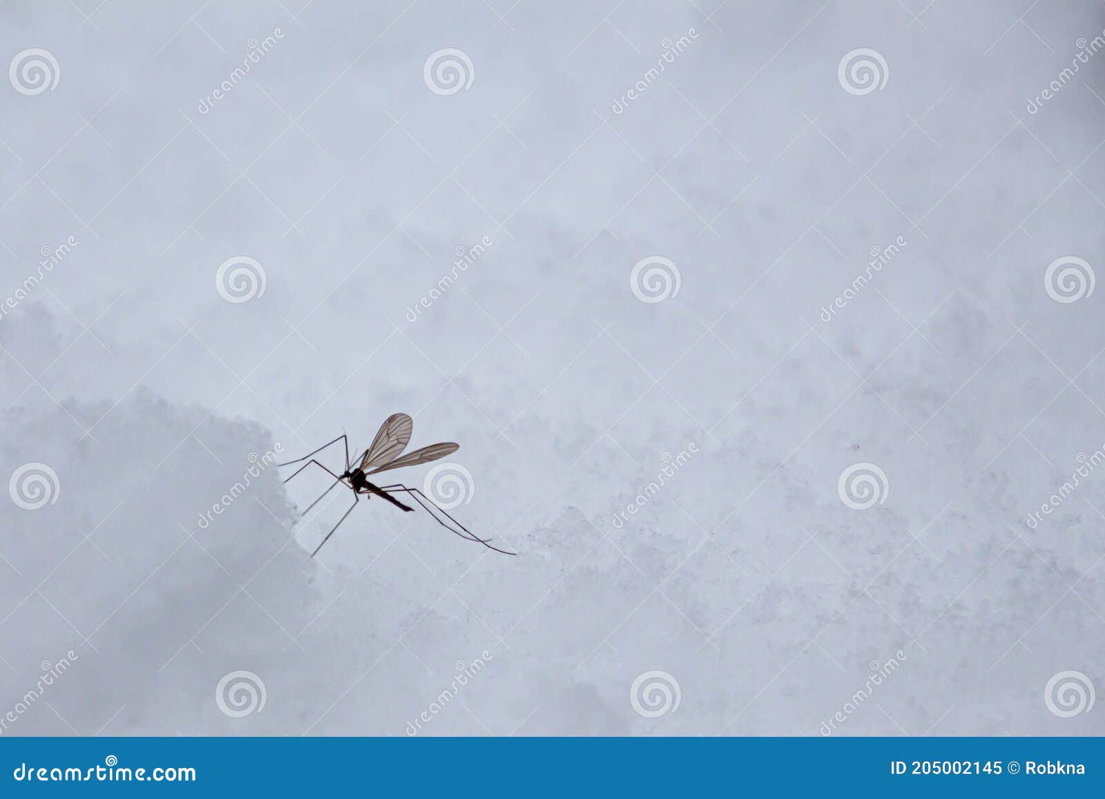 Mosquito Sitting in the Snow Stock Image - Image of white, animal ...