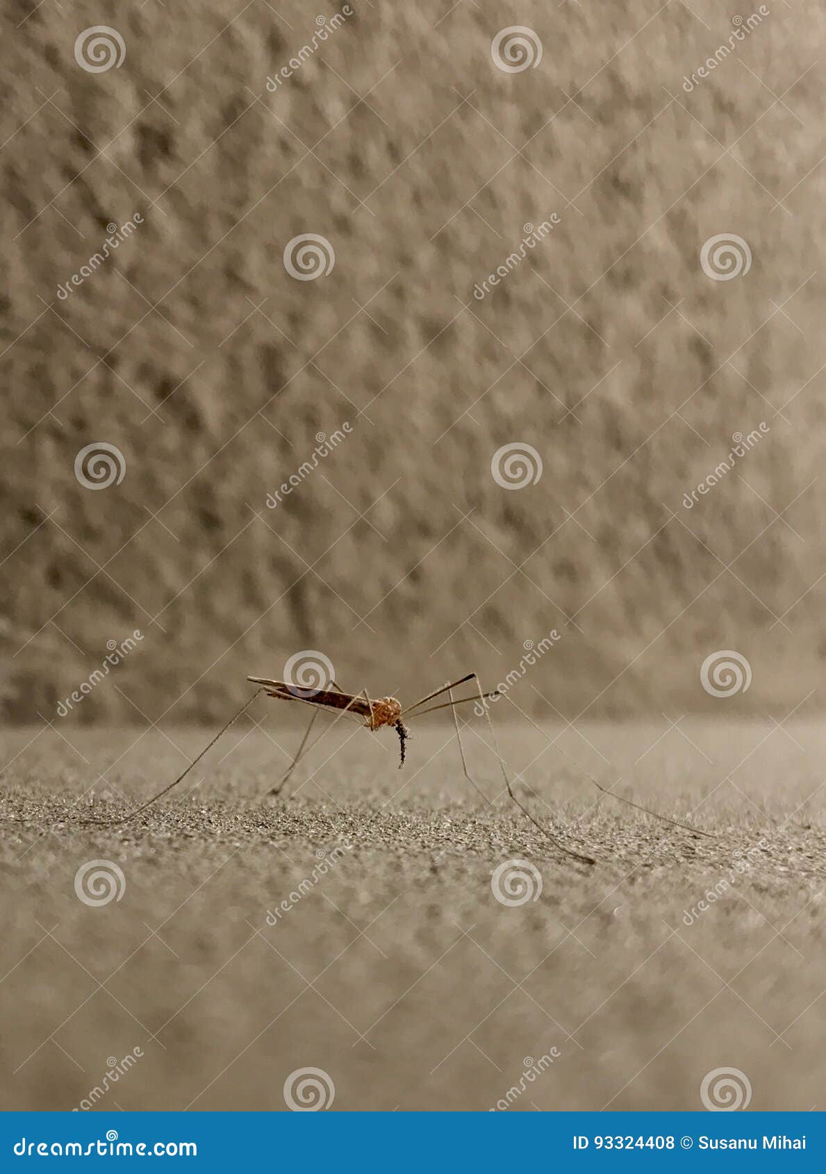 Mosquito stock photo. Image of mosquito, outdoor, small - 93324408