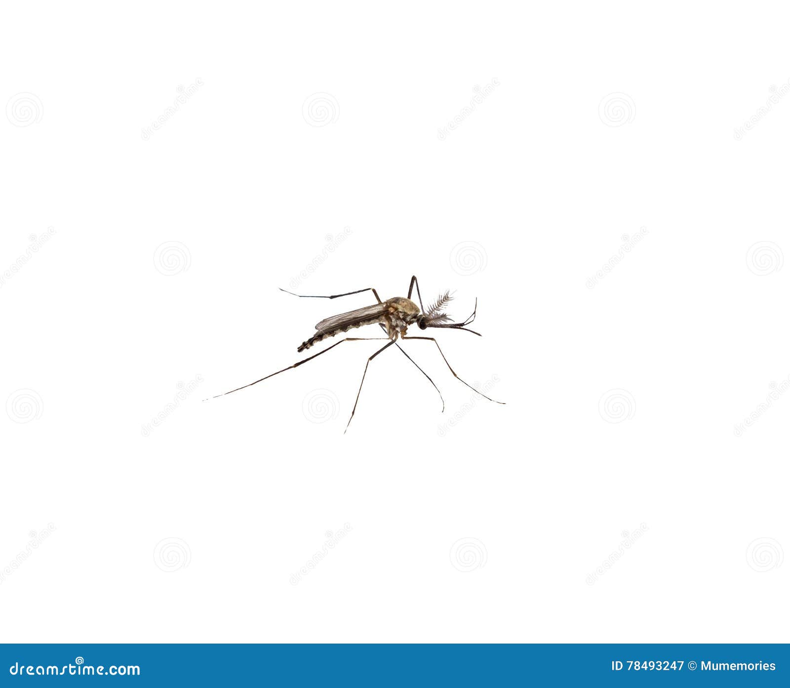 Mosquito species aedes stock image. Image of fever, aegyti - 78493247