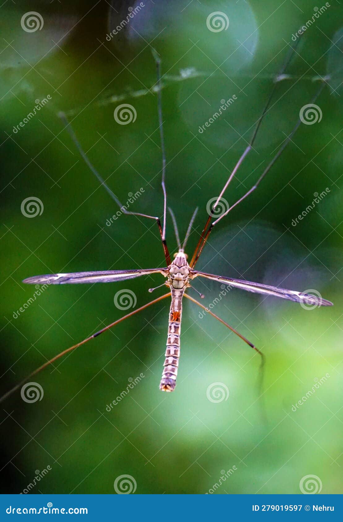 Mosquitoes Trapped And Died In Pitcher Cup Of Nepenthes, A Genus Of ...