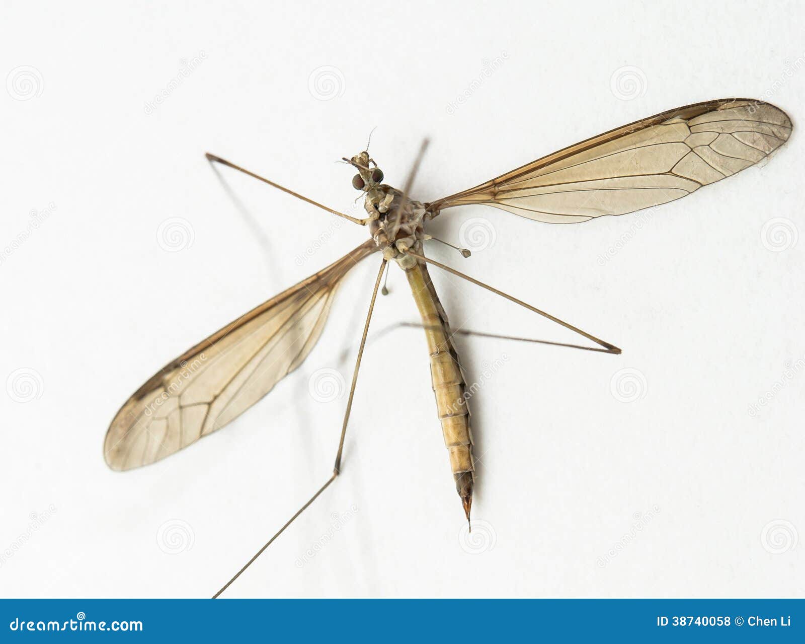 Mosquito stock photo. Image of death, detail, spread - 38740058