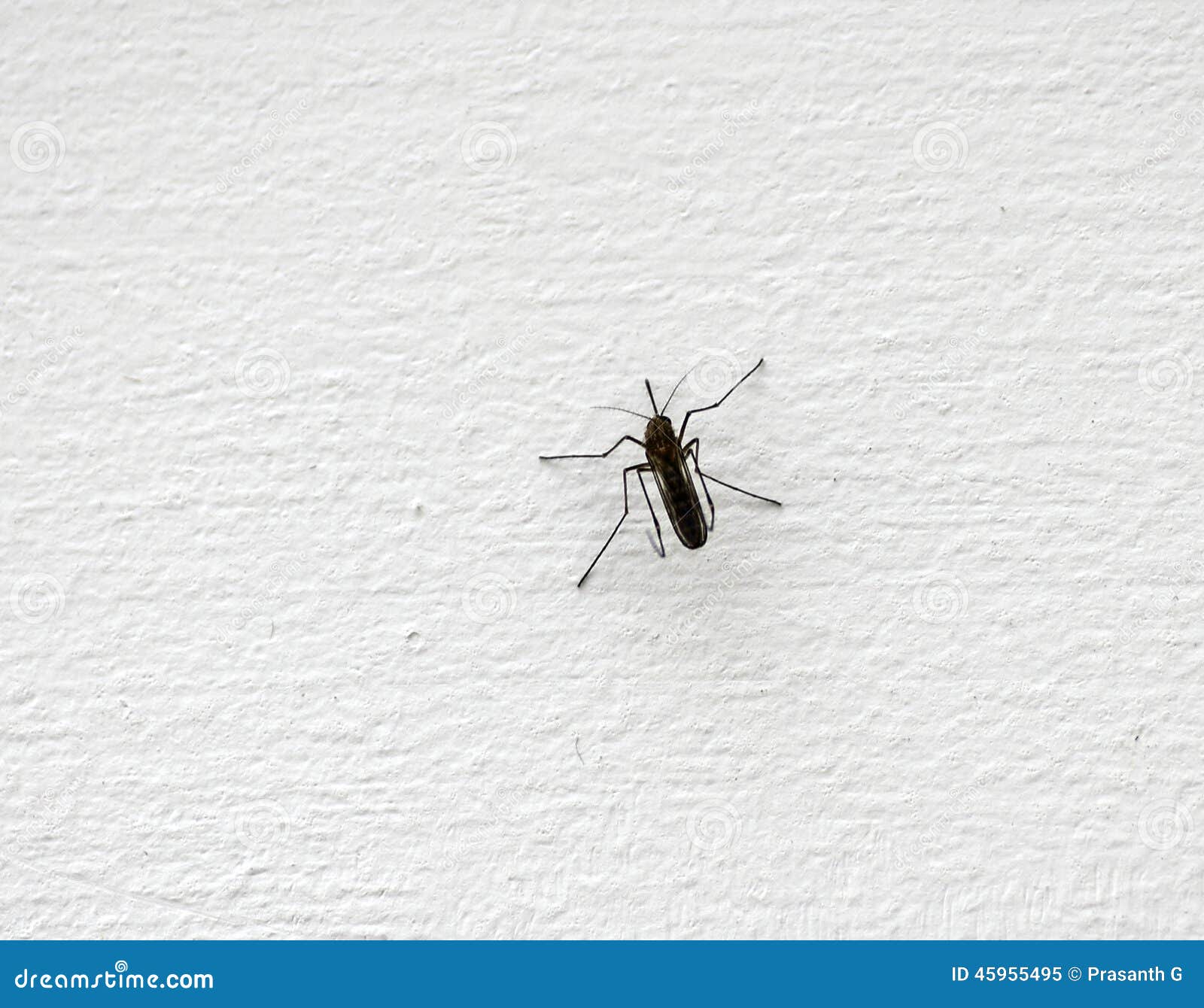 Mosquito on a wall stock image. Image of insect, bloodsucker - 45955495