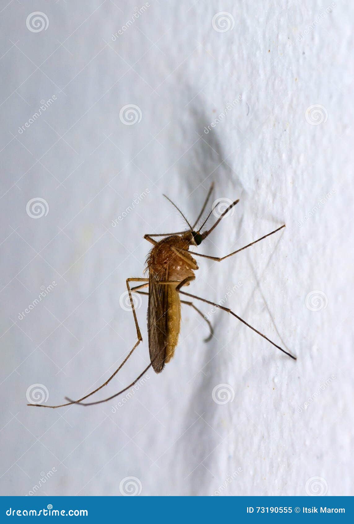 Mosquito on white wall stock image. Image of macro, insect - 73190555